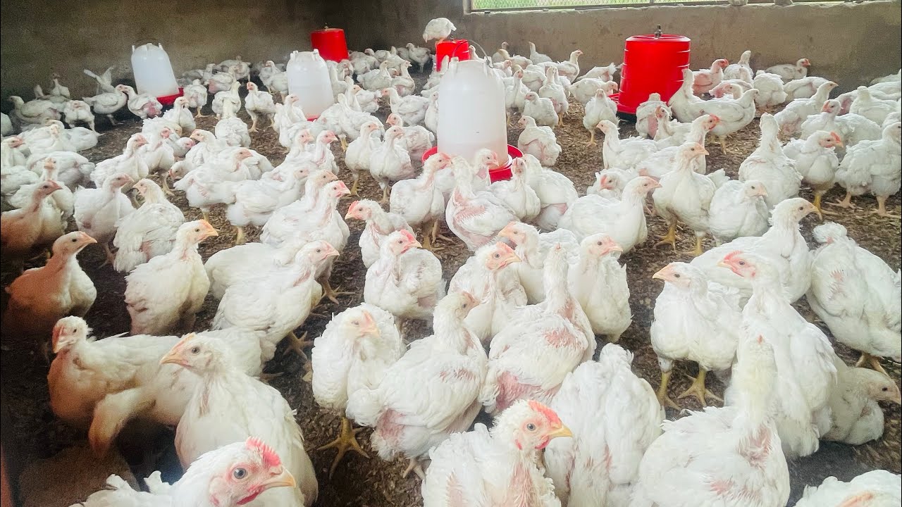 🔥 How to Keep Your Broiler Chicken Bedding Fresh & Odor-Free | Best ...