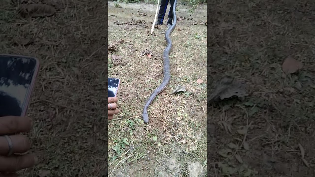 Hunting the snake in nepal - YouTube