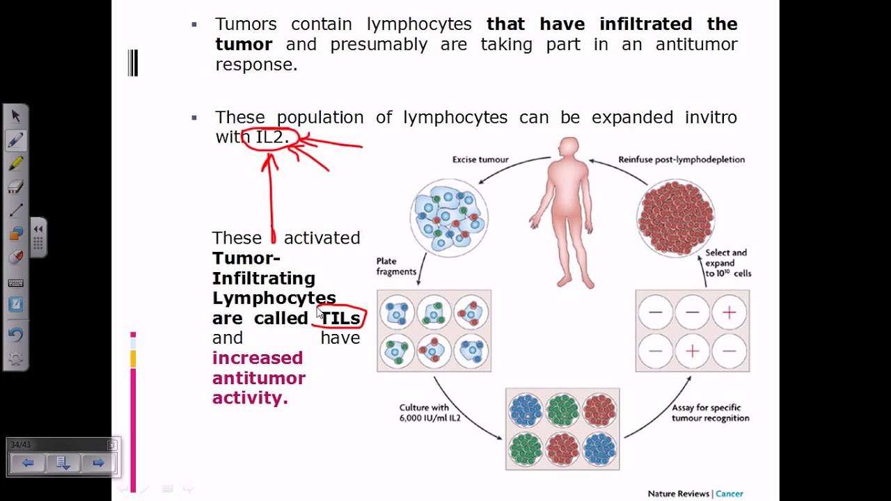 Cancer therapy (LAT and TIL cells) - YouTube