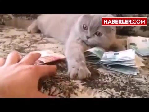 Paranın kölesi olan kedi..!!!!!