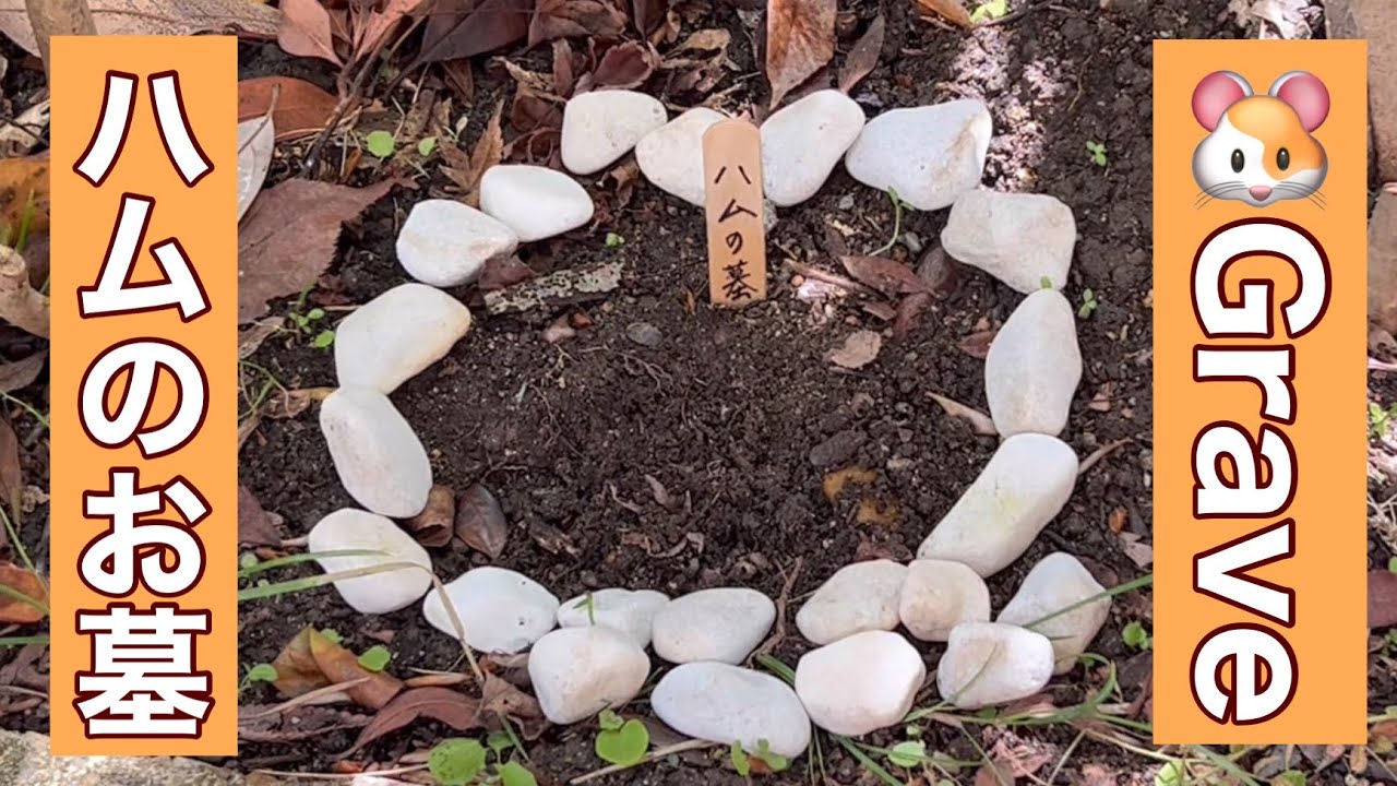 ハムスターのお墓🐹🪦 hamster graveyard - YouTube