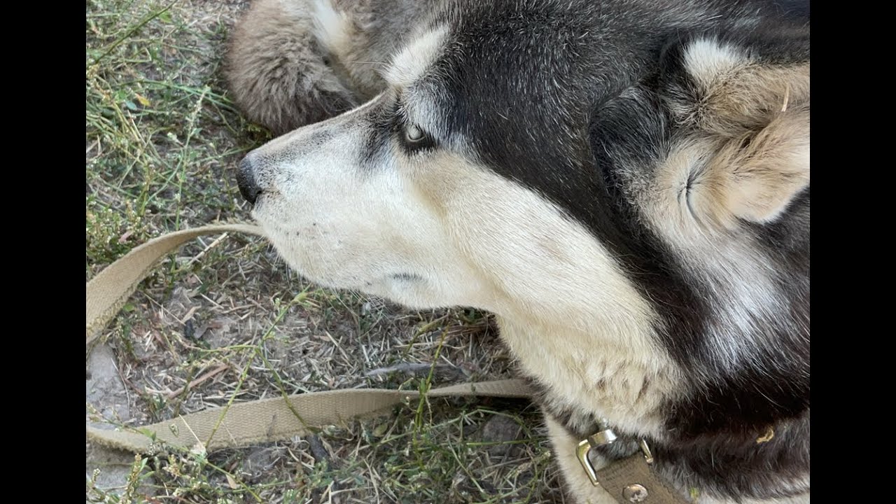 Husky online #husky #dogs #animallife #animals - YouTube