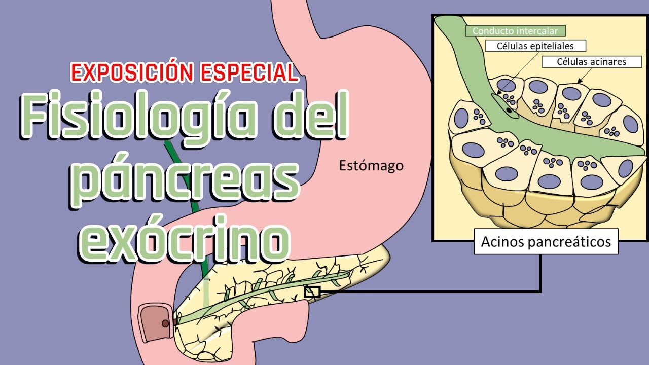 Fisiología del páncreas exocrino l EXPOSICIÓN ESPECIAL con invitado ...