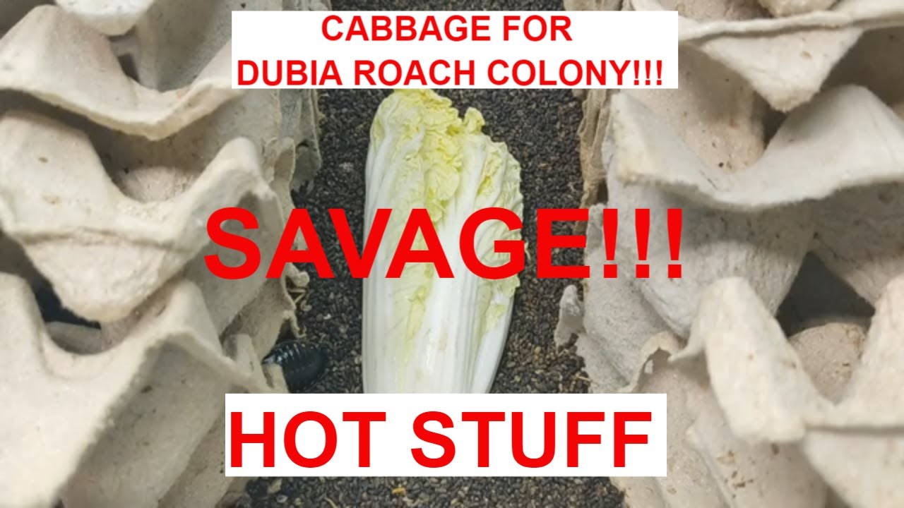 Massive Dubia Roach Colony VS Cabbage. Feeding Feeder Roach Time Lapse ...