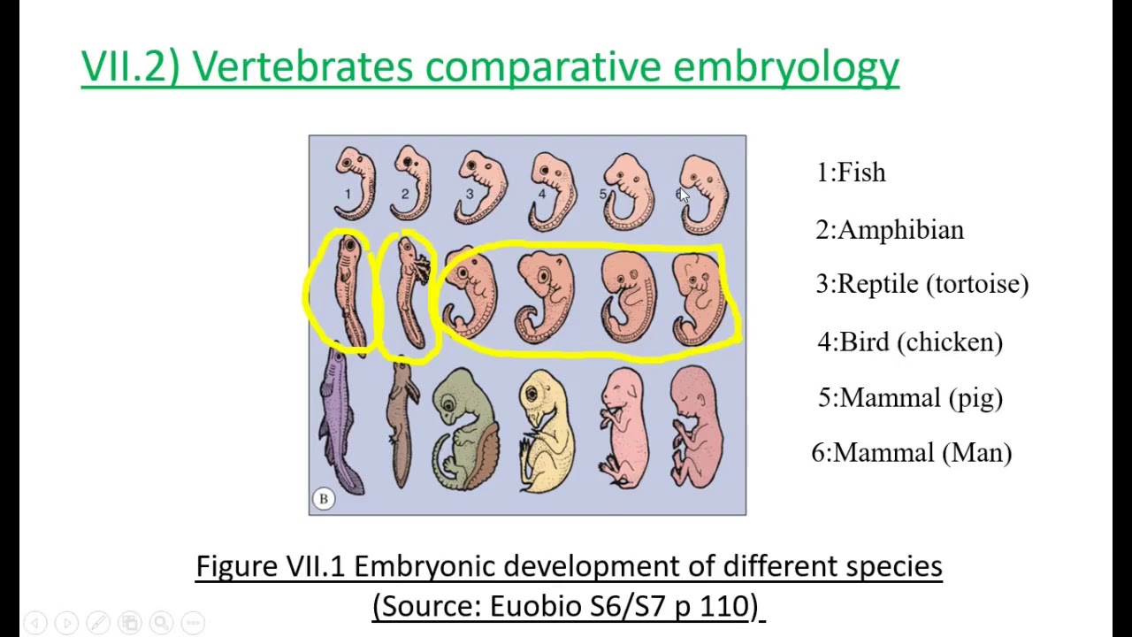 Use of embryology for phylogeny and Atavism - YouTube