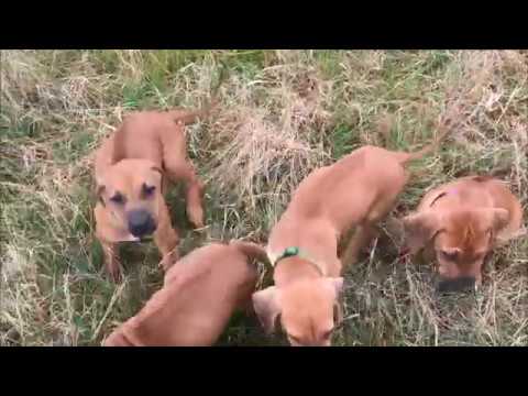 Precious Baby Ridgebacks Puppies playing - YouTube