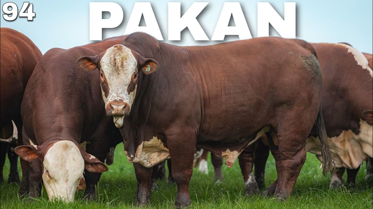 3 SUMBER BAHAN PAKAN UNTUK PENGGEMUKAN SAPI - YouTube