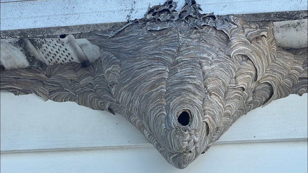 Crazy Yellow Jacket Nest Inside House Soffit How To Remove Wasp In crazy-yellow-jacket-nest-inside-house-soffit-how-to-remove-wasp-in
