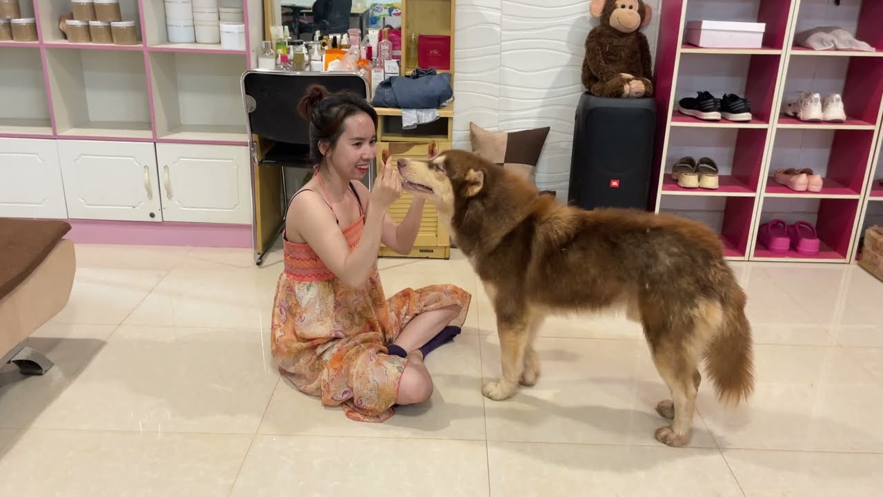 Aww!!Kwan don't know why TOTO get angry again but Kwan try to ...