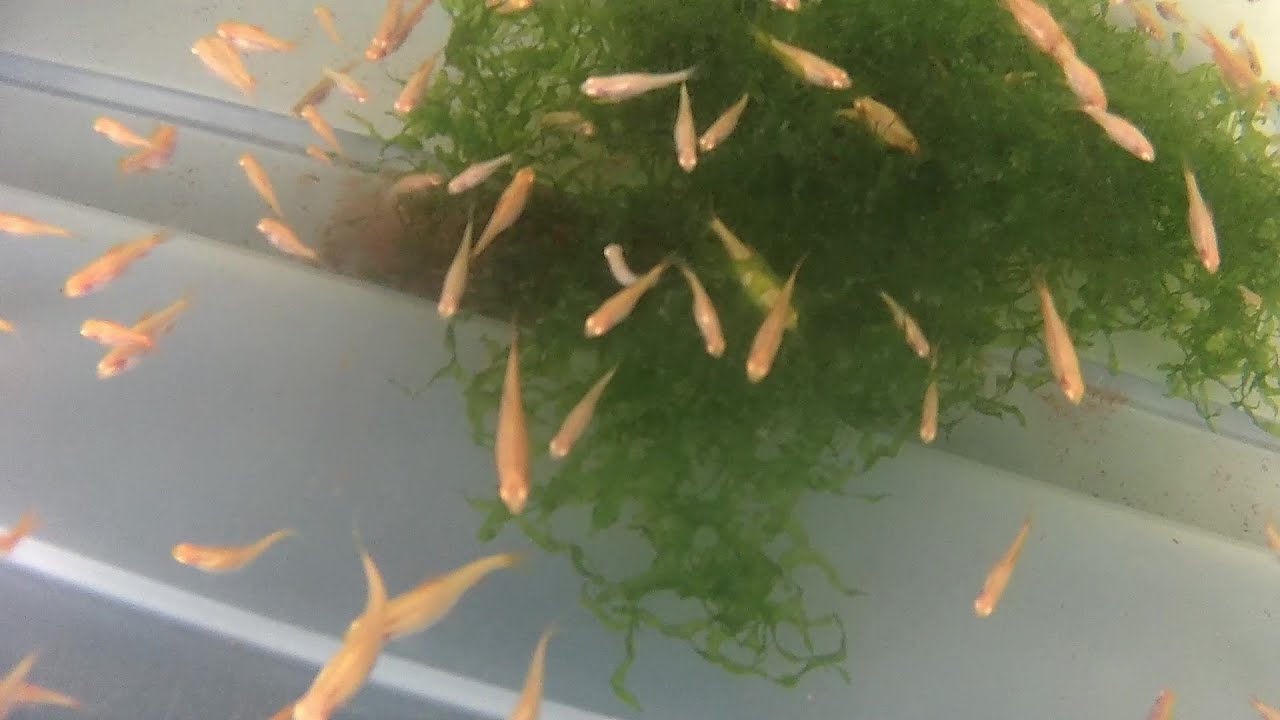 Albino Cherry Barb Breeding, Fry & Grow-out - YouTube