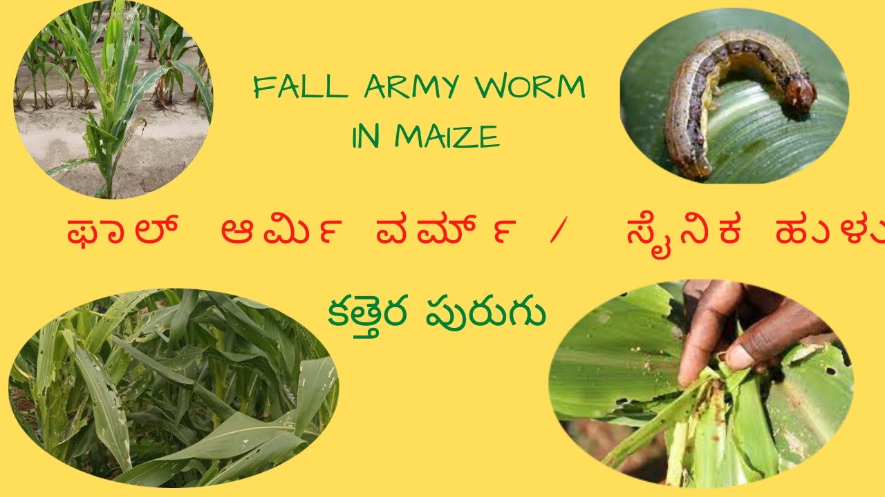 FALL ARMY WORM IN MAIZE / ಸೈನಿಕ ಹುಳು / కత్తెర పురుగు - YouTube