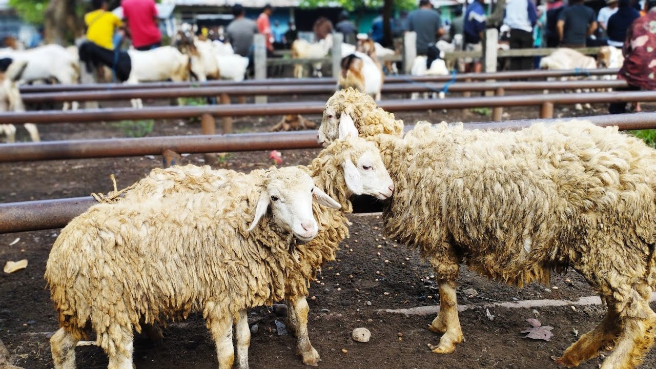 UPDATE DOMBA HARI INI DI JALUR OBRAL SUPER TOP TOP @GALERI-DOMBA ...