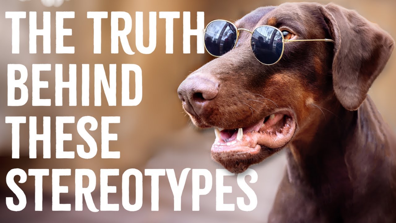 The Truth About Misunderstood Dog Breeds | Debunking Dog Stereotypes ...