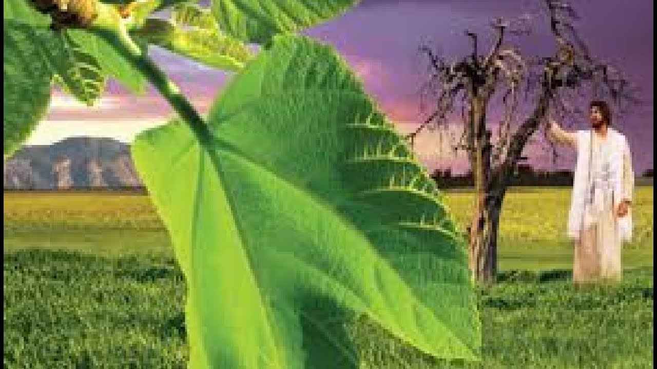 The Parable of the Fig Tree: Matthew 24 - YouTube