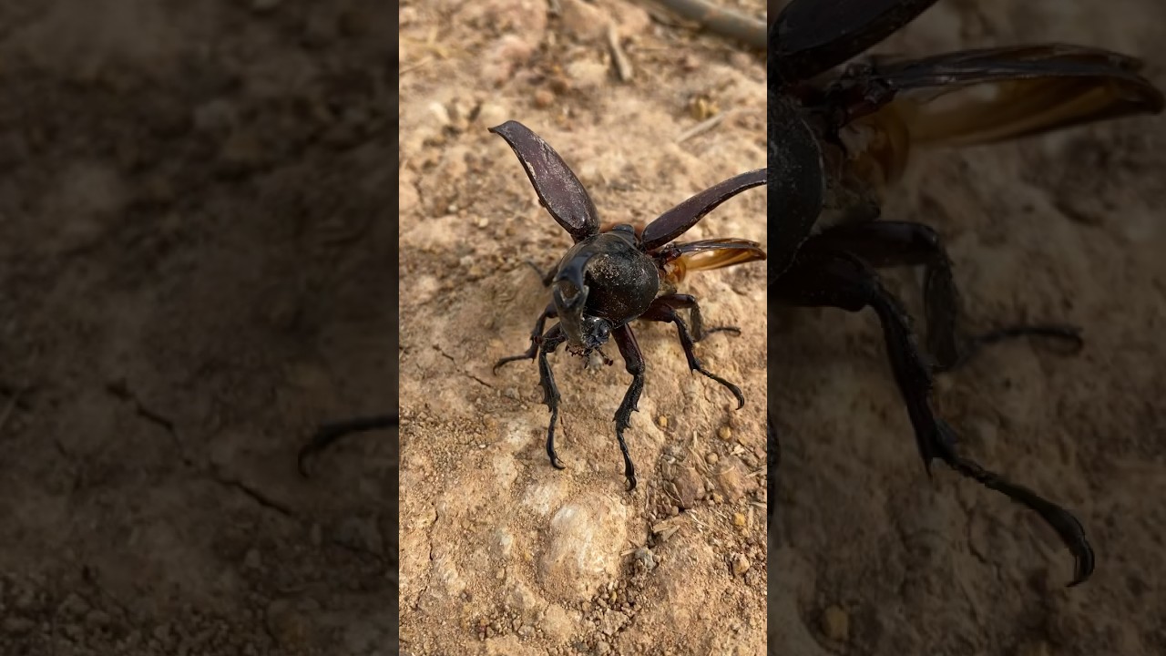 Amazing insects 🐞 #naturalmystic #lakeside #fishtv #fishingtechniques # ...