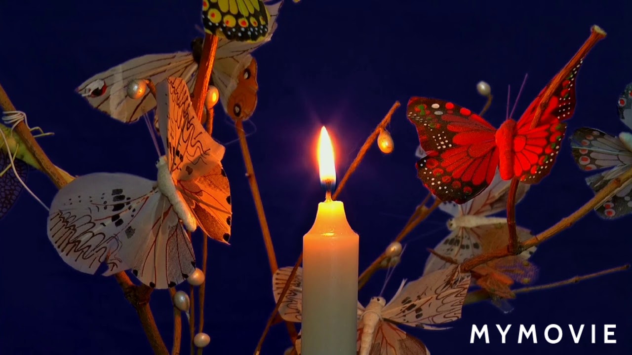 Watch butterfly sing - YouTube