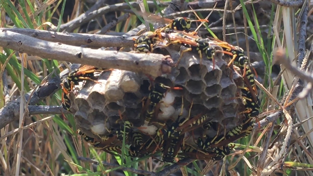Wasp beating its wings-An alert signal - YouTube