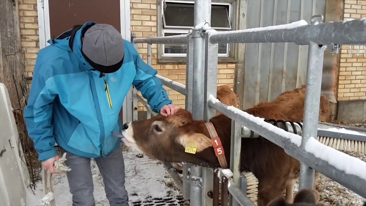 Automated Grooming Brushes For Cows Youtube