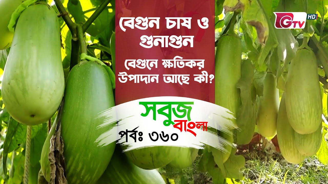 বেগুন চাষ ও গুনাগুন, বেগুনে ক্ষতিকর উপাদান আছে কী ? | Sobuj Bangla- EP ...