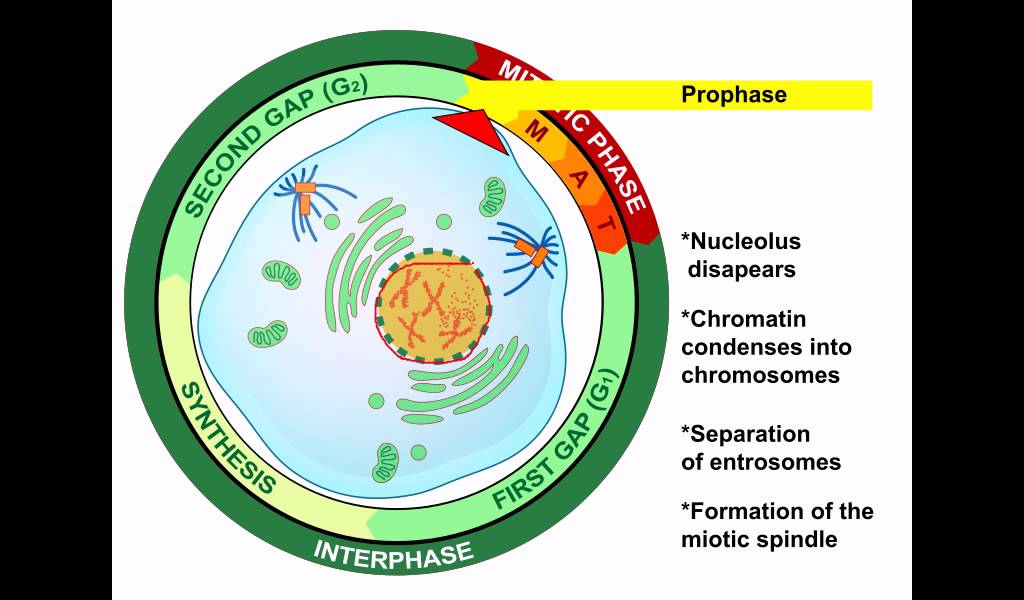 7 Cell reproduction - YouTube