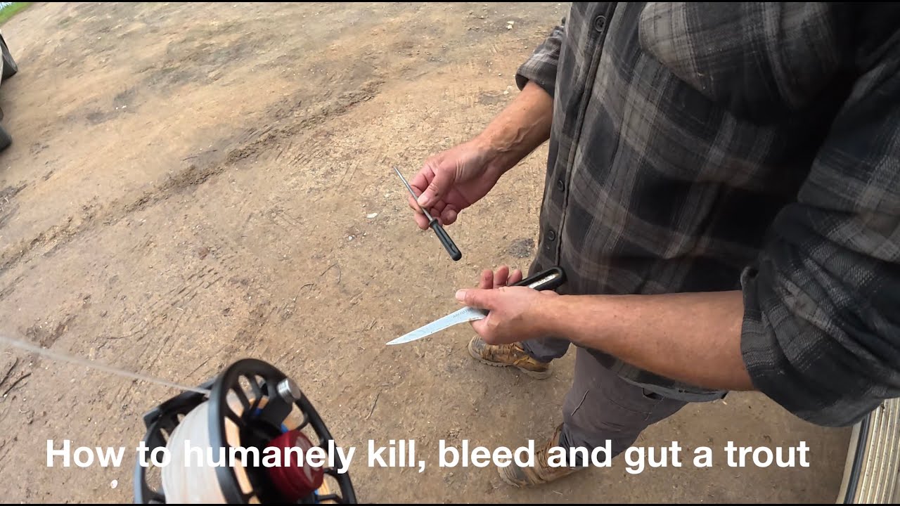 How to humanely kill, bleed and gut a trout - YouTube