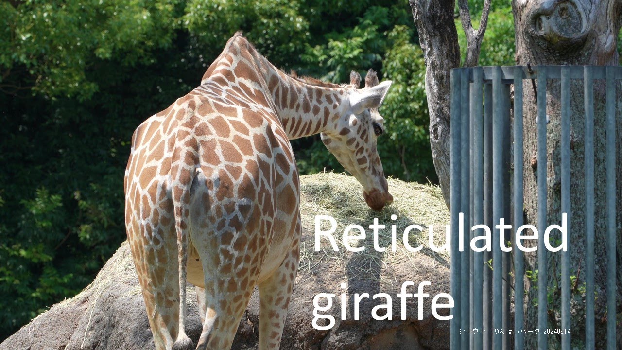 Reticulated giraffe 20240614_2／Toyohashi Zoo & Botanical Park（non_hoi ...