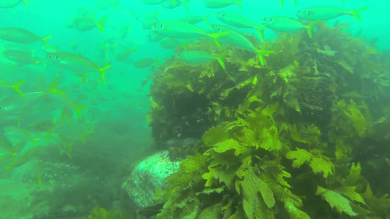 Fish Soup Fairy Bower Manly - YouTube