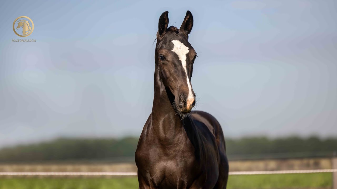 SOLD: Stallion 2022 - Jayson x Dramatic x Riverman - YouTube