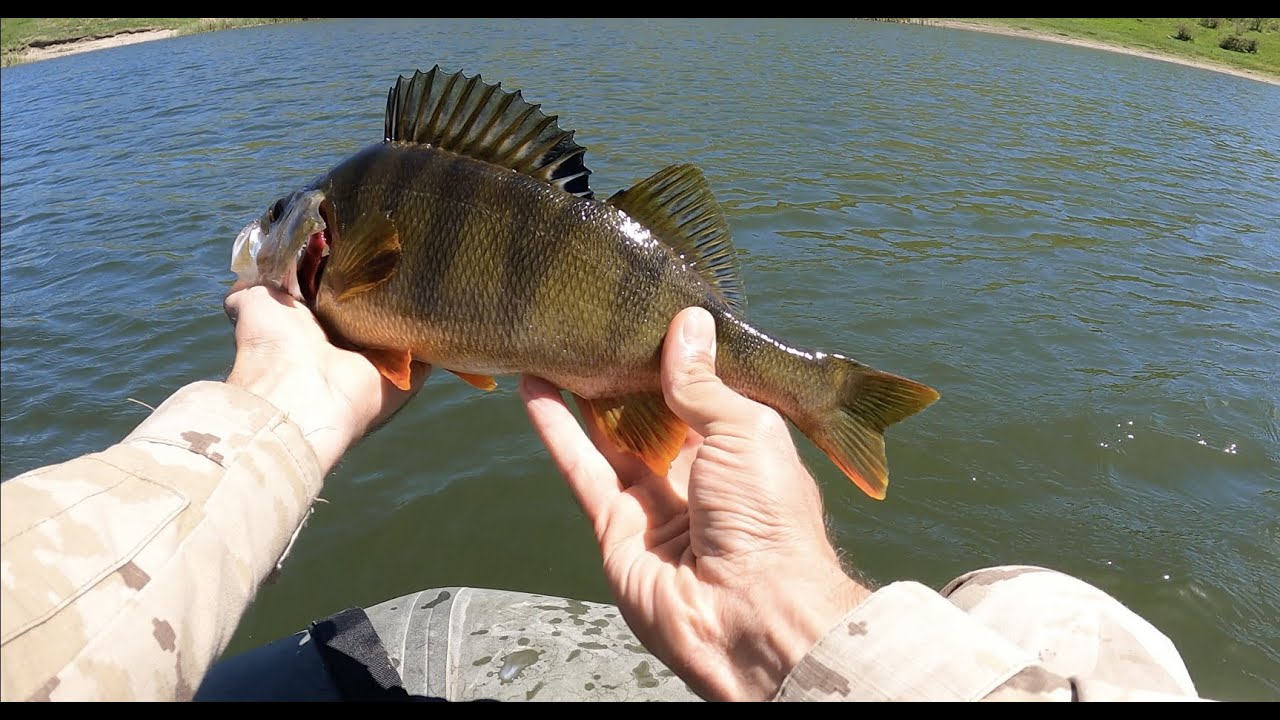 Perch Fishing in Paradise: A Relaxing Escape to Catch Your Dream Fish ...