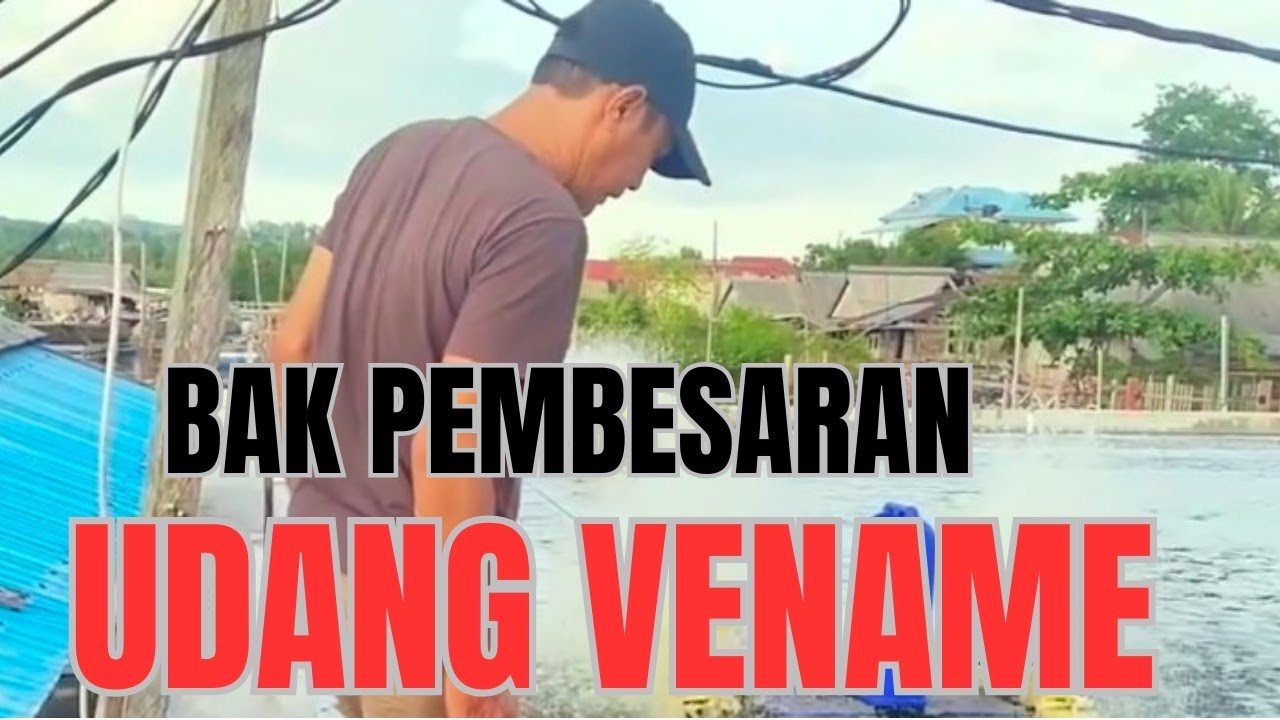 Tambak Pembesar Udang Vename Di Kab. Buton Utara Sulawesi Tenggara ...