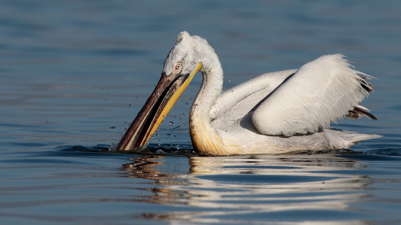 Tepeli pelikan ve Ak pelikan [ Pelecanus crispus and Pelecanus ...
