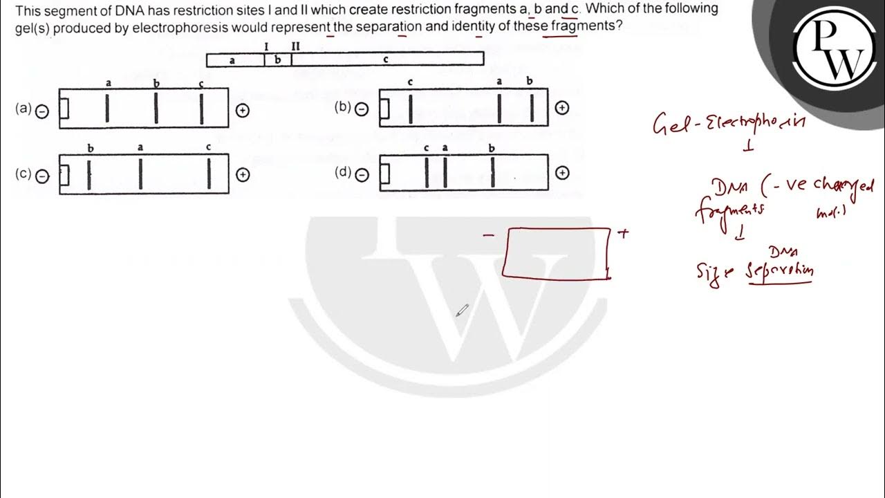 This segment of DNA has restriction sites I and II which create ...
