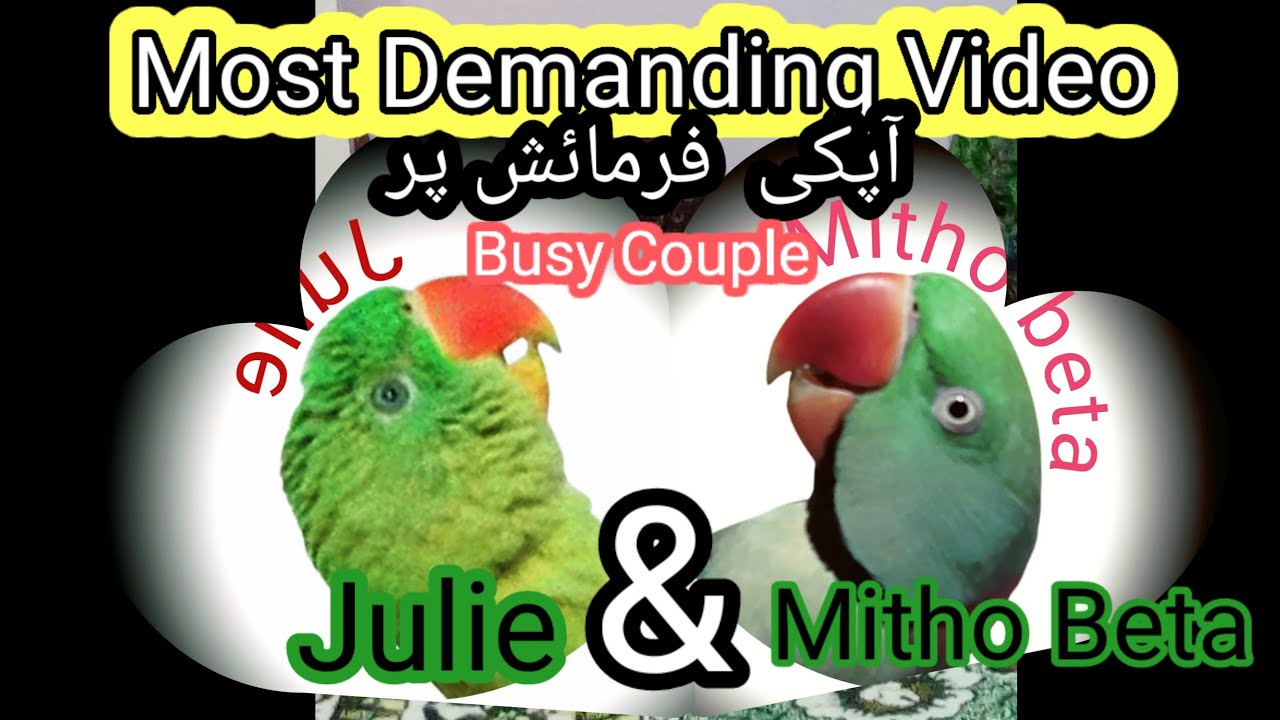 Alaxanderian Parrot | Julie n Mitho beta #viral #love #tiktok #pets # ...
