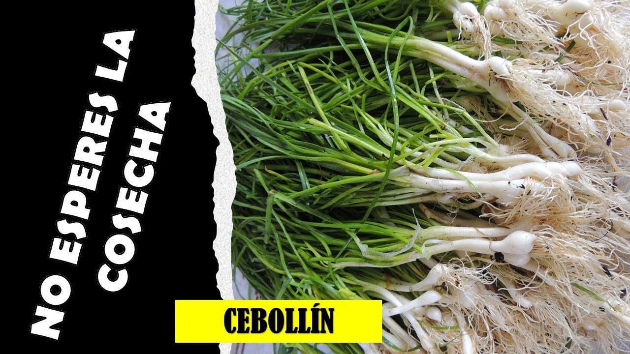 CÓMO APROVECHAR TU CULTIVO DE CEBOLLINES AL MÁXIMO? | CEBOLLA DE RABO ...