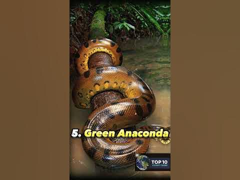 Top 10 Strongest Land Carnivores on Earth | Top 10 EVERYTHING - YouTube