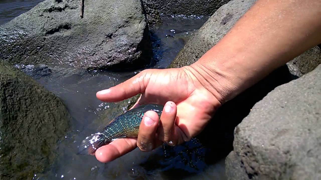 Kayak Fishing Nayarit México (Puyeques en San Blas) - YouTube
