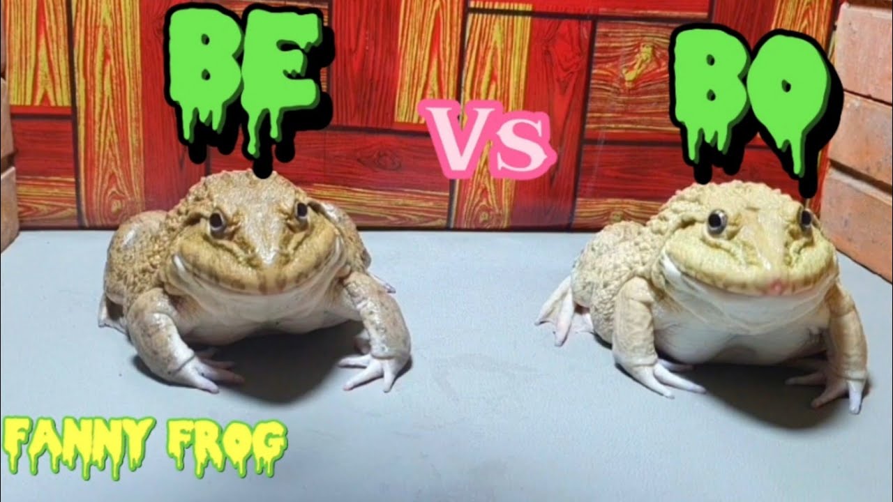 animals fanny frog ( Be Vs Bo)🐸🐸🐸 - YouTube