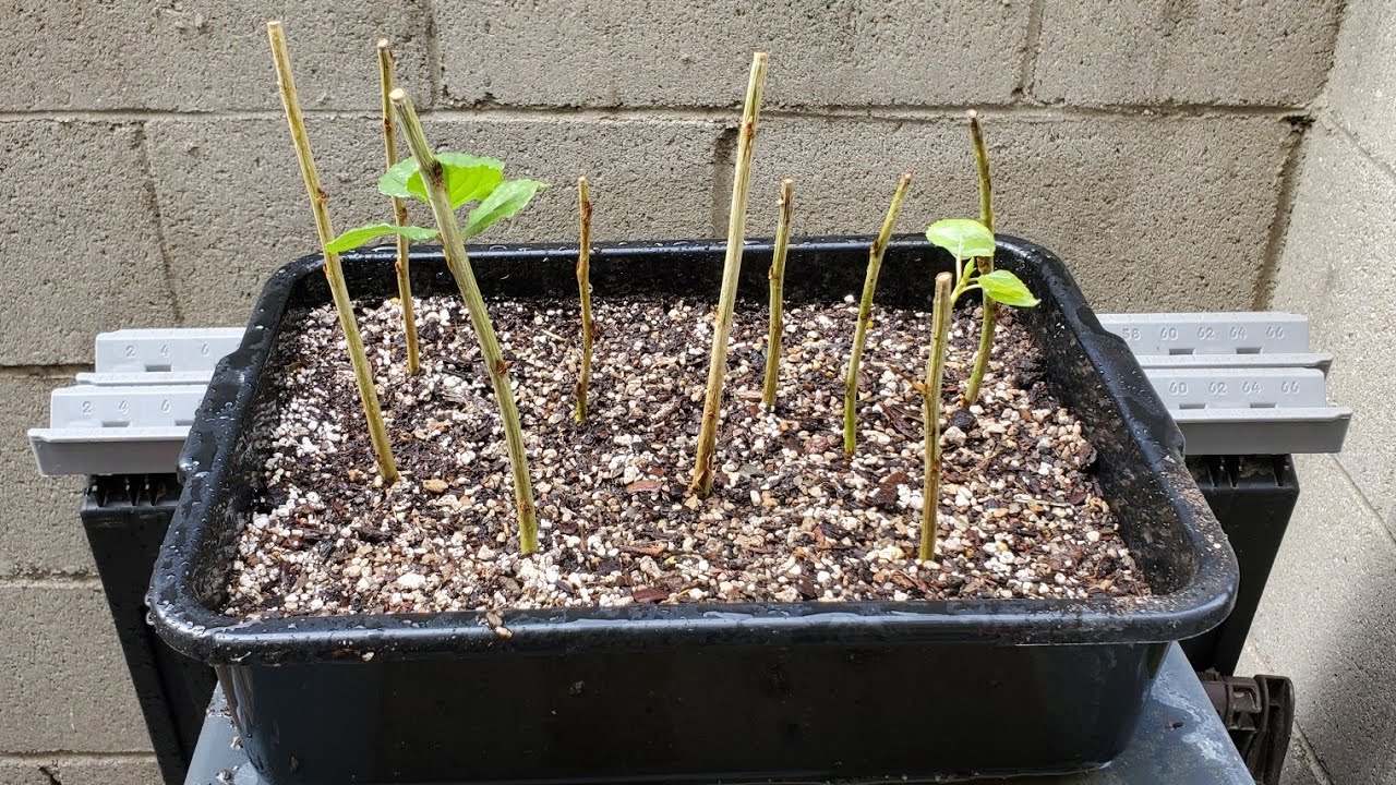 Poplar forest from cuttings - YouTube