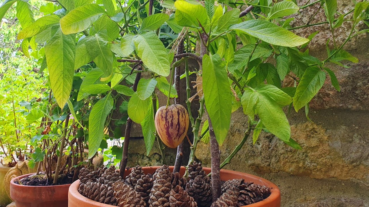 Growing Pepino Melons (Pepino Dulce) from seed: Year 2 - YouTube