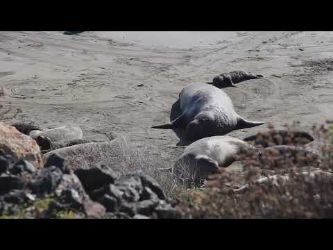 Elephant Seals on the Beach During Winter Mating Season — 2013 (Canon 5D Mark II)