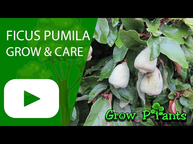 Ficus Pumila Fruit Ficus Pumila, The Climbing Fig Tree