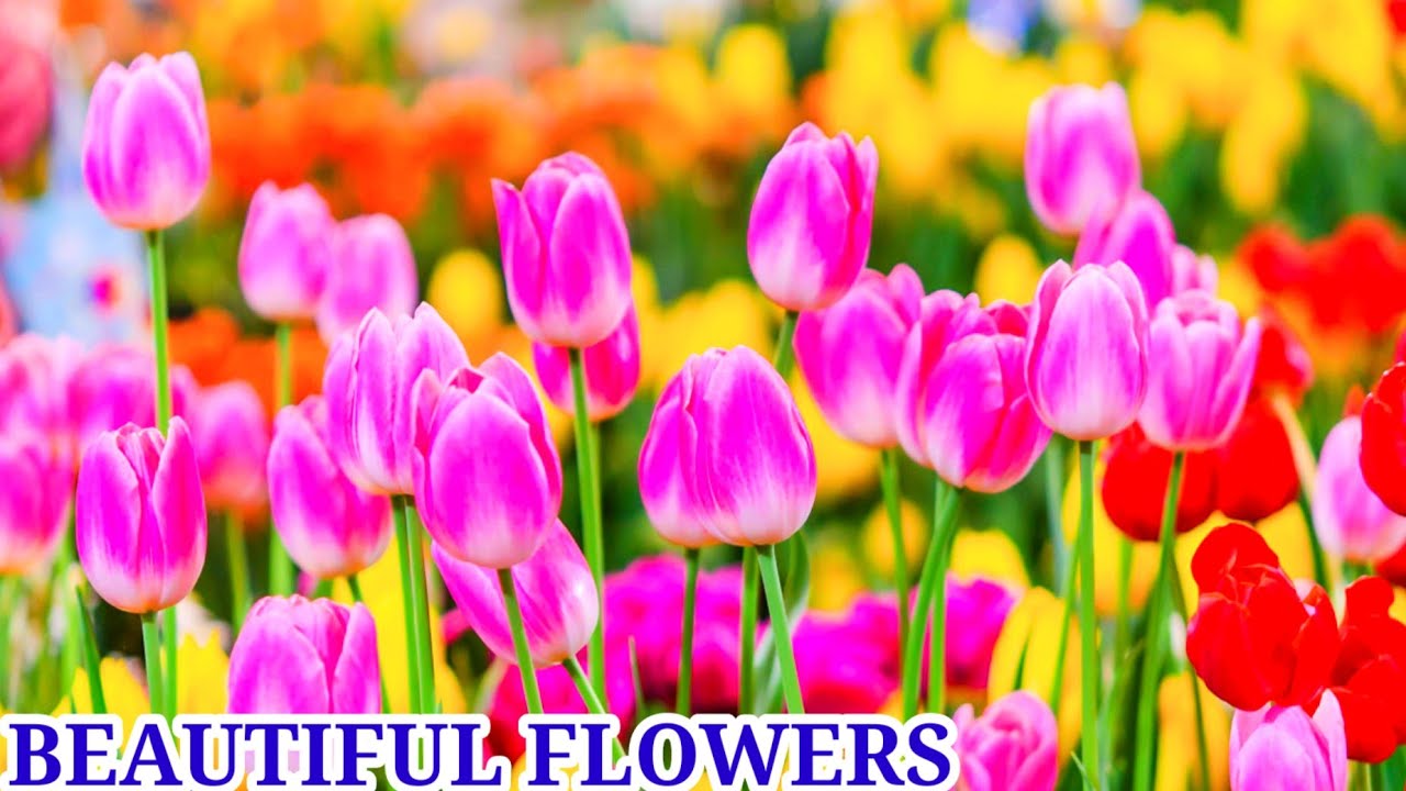 BEAUTIFUL FLOWERS Of Nature 4k Video ULTRA HD 60fps 4k Cinematik video ...