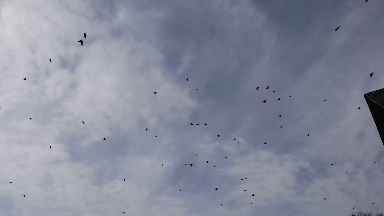 Thousands of birds fleeing or migrating. - YouTube