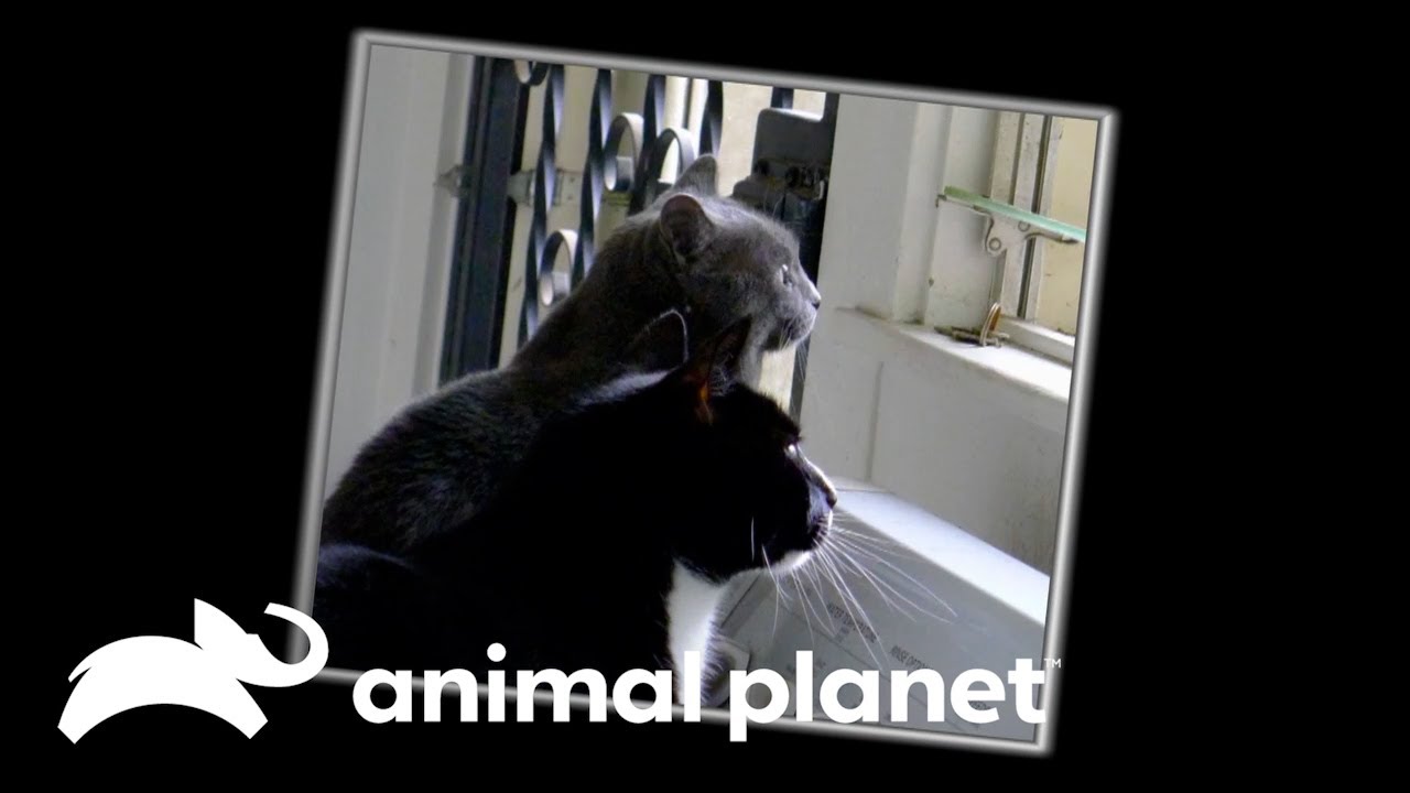 Se muda por culpa de sus gatos | Mi gato endemoniado | Animal Planet ...