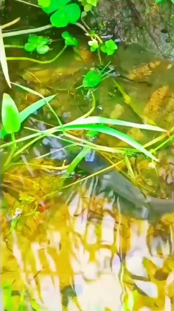 fishing short videos 🐟 #viral #fishing #fish #shorts #video - YouTube