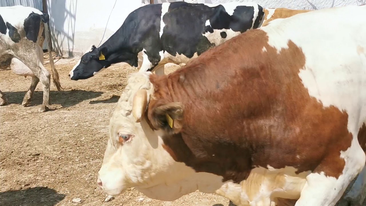 New Simmentals Arrived to Our Farm - Farming # 8l Animal Mating - YouTube