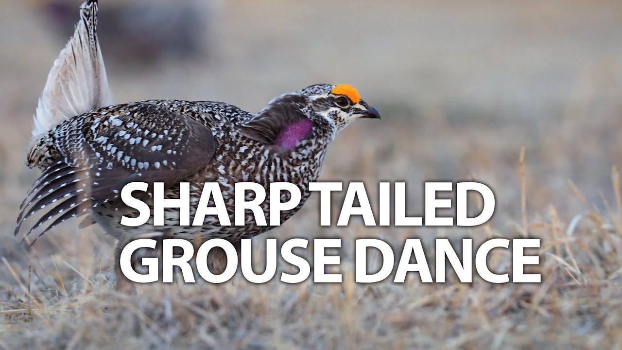 Nature's Ballet | Witnessing the Sharp-Tailed Grouse Dance#nature #trending #wildlife #birds # ...