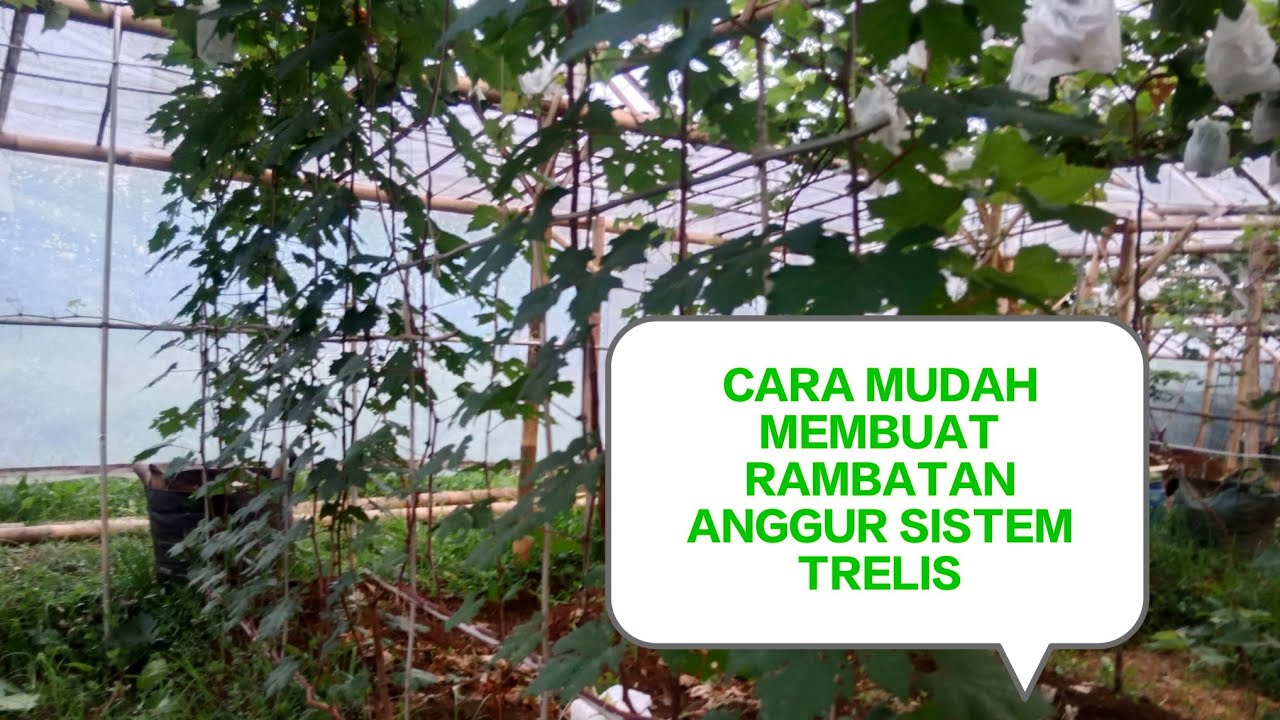 RAMBATAN ANGGUR SISTEM TRELIS‼️Bagaimana proses pembentukannya dari ...