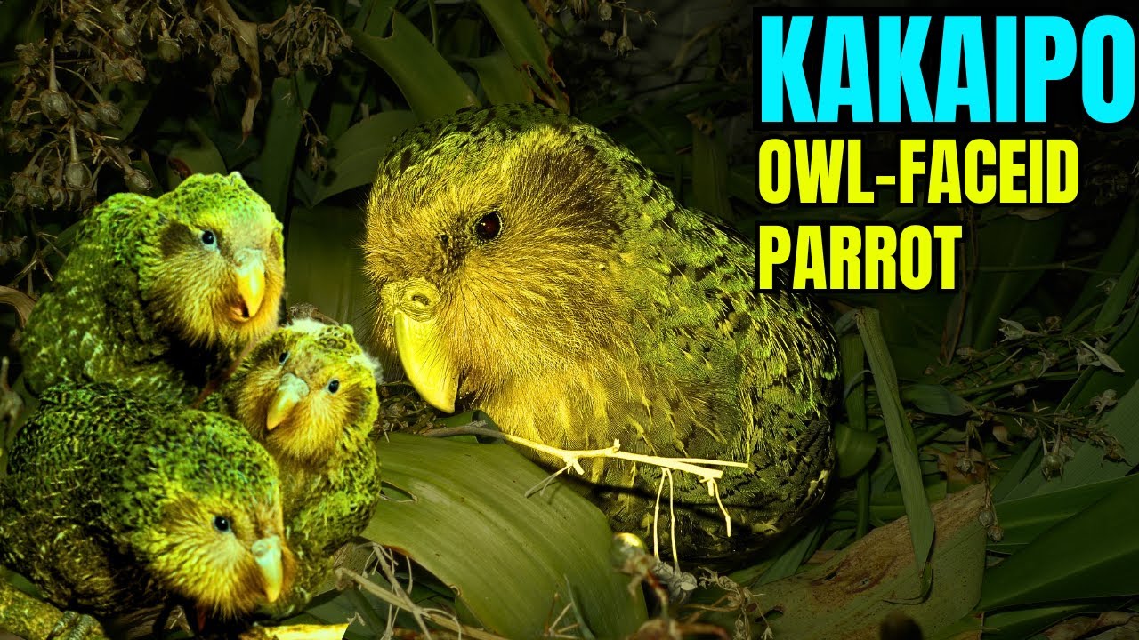 Kakapo – Critically Endangered Owl-Faced Parrot of New Zealand - YouTube