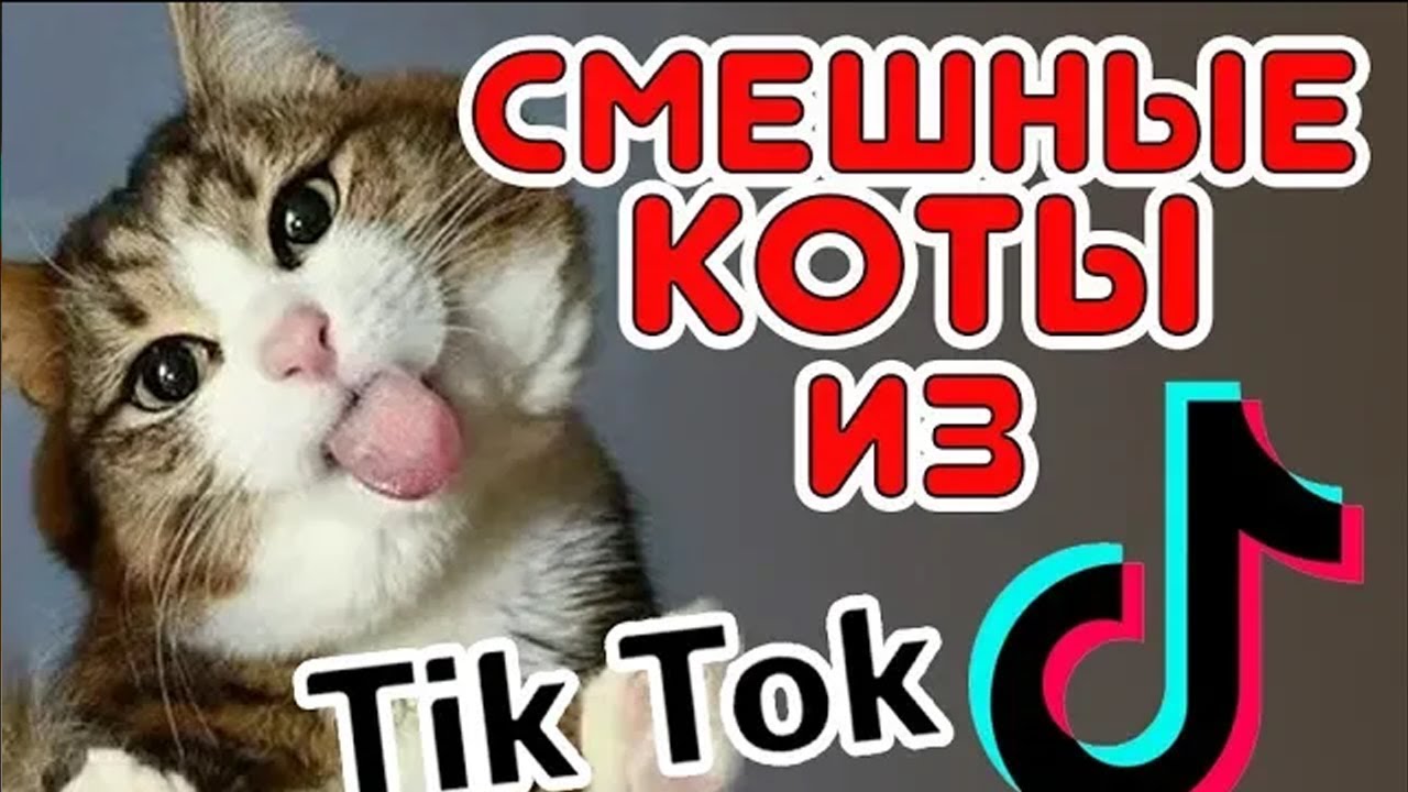 Tik Tok Funny Cats From Tik Tok 1 Youtube